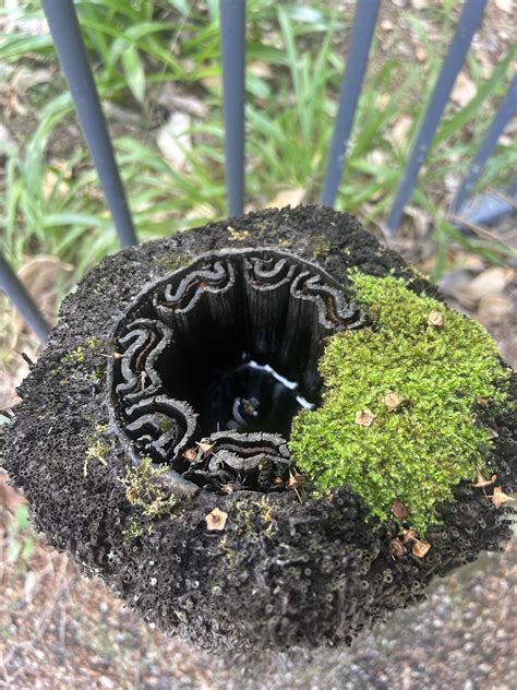 The Inside Of This Tree Stump R Mildlyinteresting