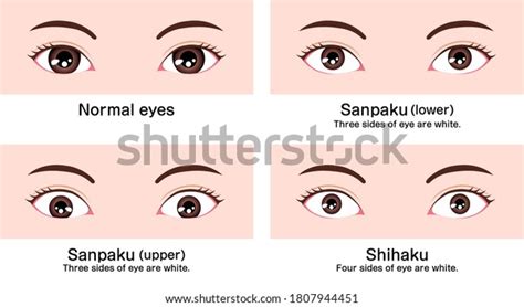 Various Eye Shapes Different Eyeball Size Stock Vector Royalty Free Shutterstock