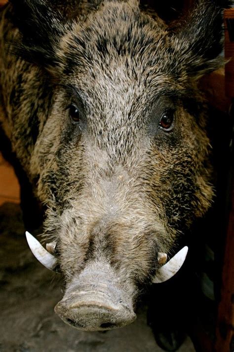 Razorback Vs Feral Hog At Alvera Rollins Blog