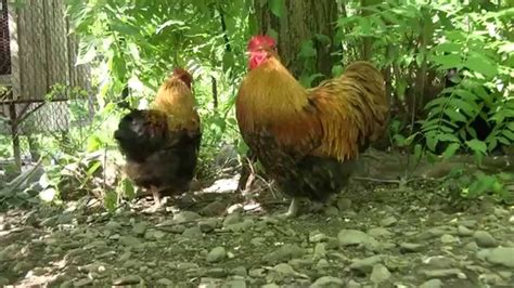 გოლიათი ქათმების და კურდღლების ბიომეურნეობა ლაგოდეხში Youtube