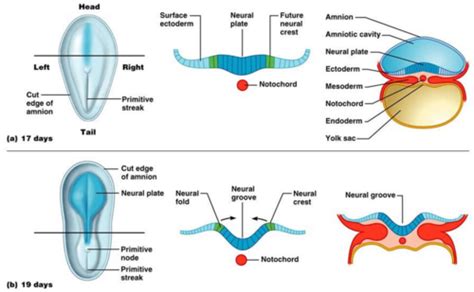 Neurulation And Neural Tube Defect Flashcards Quizlet