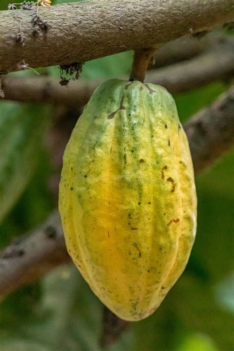 Green Cocoa On The Tree In A Farm Stock Image Image Of Growth Drying 266471621
