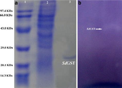Elution Profile Of S Digitata Cytosolic Crude Homogenate From Download Scientific Diagram