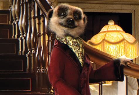 Celebrity Meerkat Aleksandr Orlov To Make First Live Appearance In