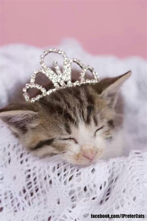Little Princess Kitten With Tiara