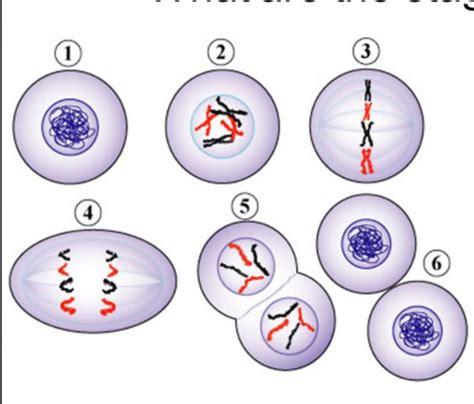 Asexual Reproduction And Mitosis Diagram Quizlet