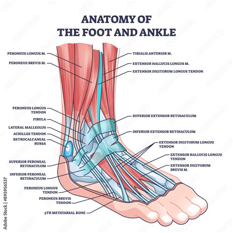 Anatomy Of Foot And Ankle With Labeled Medical Location Outline Diagram