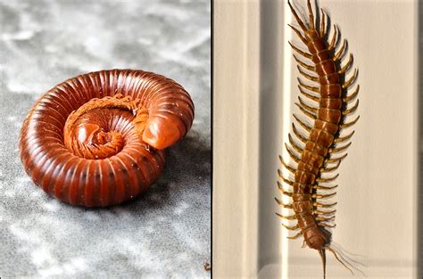 Millipede Vs Centipede