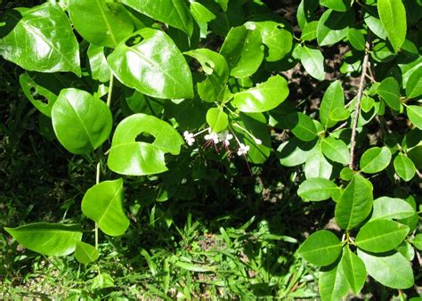 North Queensland Plants Lamiaceae