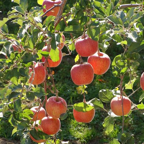 Fuji Apple Morse Nursery