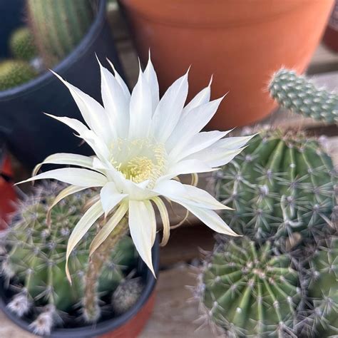 2” White Easter Lily Cactus 3 Starter Pups Echinopsis Oxygona Live