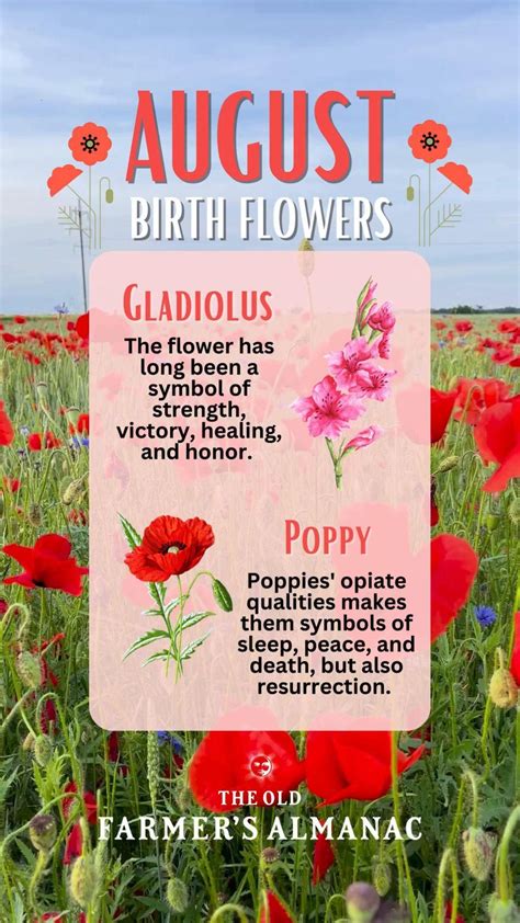 August Birth Flower Poppy And More August Symbols August Birth Flower