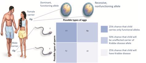 Mendelian Genetics Based On Chapter PPT 8 Flashcards Quizlet