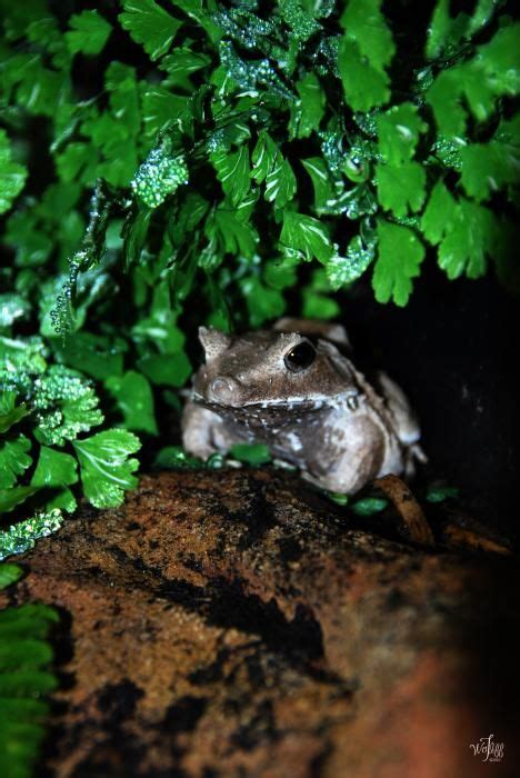 Puerto Rican Crested Toad By Thea Wolff Reptiles And Amphibians