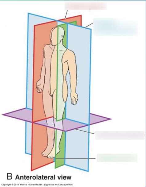 Anatomy Final Diagram Quizlet