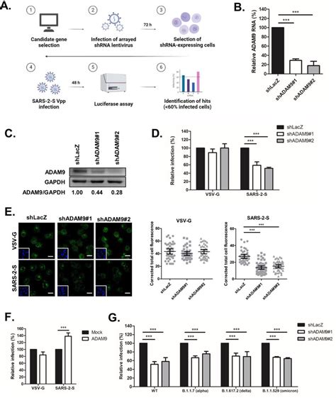 Adam9 Is Essential For Cellular Entry Of The Sars Cov 2 Pseudotyped Download Scientific Diagram