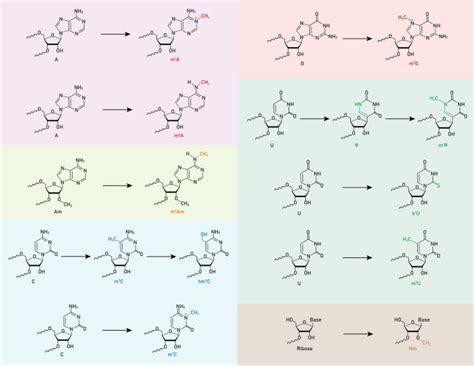Mrna 癌症疫苗中的 Rna 修饰clinical And Experimental Medicine X Mol