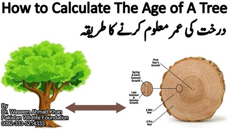 How To Calculate The Age Of A Tree Darakht Ki Umar Maloom Karnay Ka