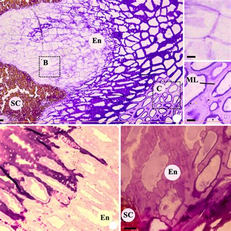 A C Anatomy Of Euterpe Oleracea Ovule During Pre Anthesis In