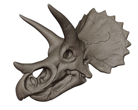 3d Triceratops Skull 3d Print Model Model Turbosquid 2163130