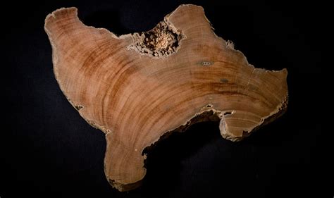 WVU Researcher Says Ancient Tree Rings May Help Earth Prepare For Dangerous Space Weather WVU
