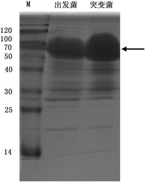 A Trichoderma Reesei Strain Expressing Glucoamylase Eureka Patsnap