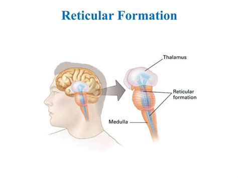 Reticular Activating System Pptx