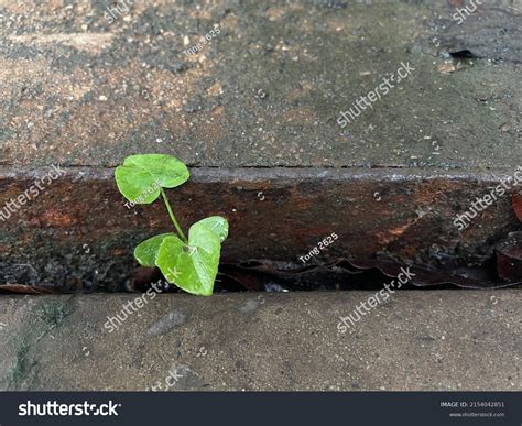 Small Trees Growing Through Concrete Road Stock Photo Shutterstock