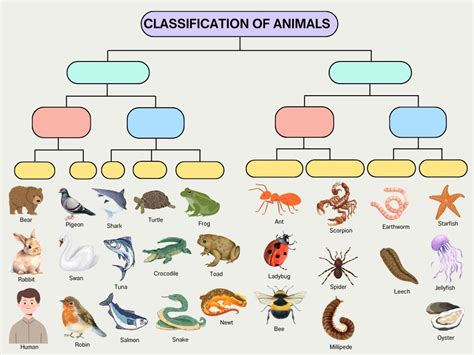 Scientific Classification