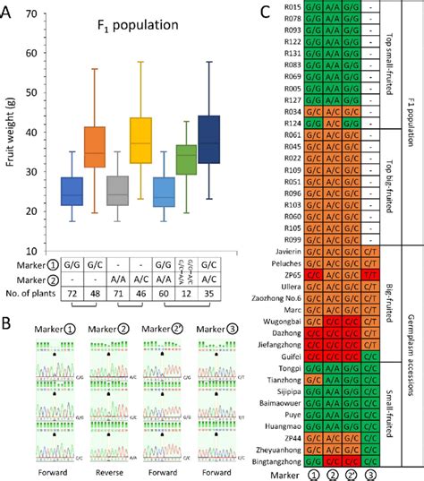 Single Nucleotide Polymorphism Markers Closely Associated With Fruit Download Scientific