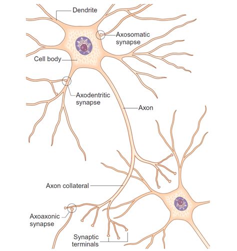 Axon Collaterals