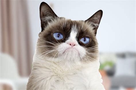 Internet Sensation Grumpy Cat Died At The Age Of 7 Shortpedia News App