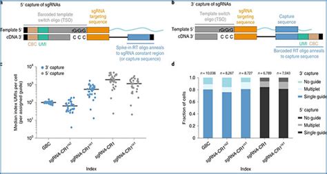 Direct Capture Perturb Seq Sequencing Expressed Sgrnas Alongside Single Cell Transcriptomes
