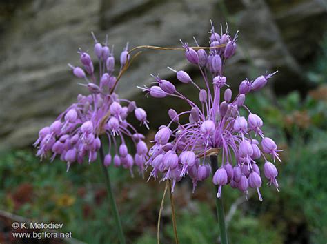 Allium Cirrhosum Aglio Grazioso Piante Magiche