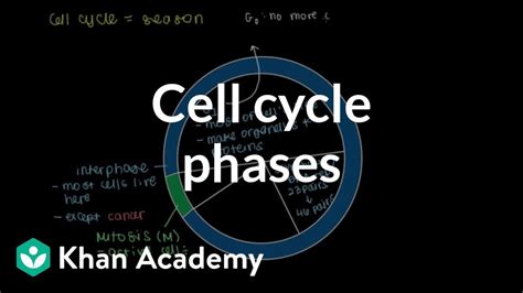 Cell Cycle Phases Cells Mcat Khan Academy Youtube