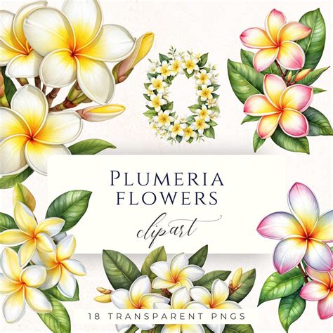 Plumeria Frangipani Clipart Png Tropical Hawaiian Flower Graphics For