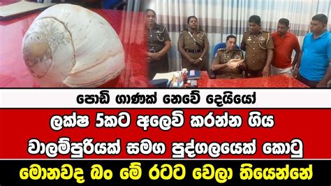 ලක්ෂ 5කට අලෙවි කරන්න ගිය වාලම්පුරියක් සමග පුද්ගලයෙක් කොටු Youtube