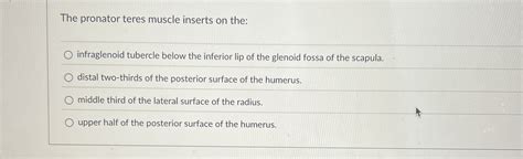 Solved The Pronator Teres Muscle Inserts On The Infraglenoid