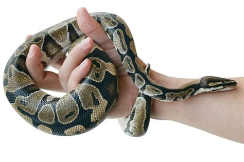 The Lifespan Of Ball Pythons What You Need To Know