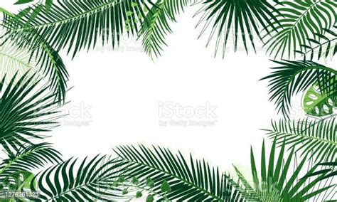 열대 단풍의 프레임 야자 수 지점 잎 몬스터 녹색 이국적인 잔디와 국경 열대 우림 개념 배너 꽃 배경 웹 디자인 광고 편집 가능한 마스크 아래 의 요소 야자 나무