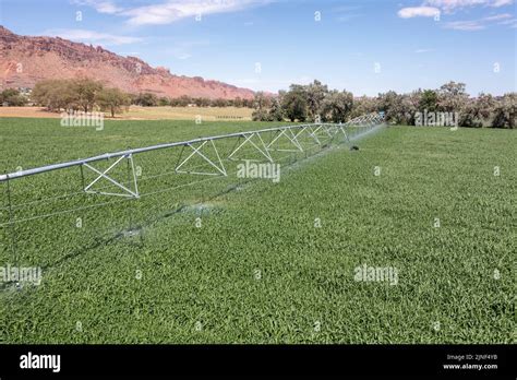 A Center Pivot Irrigation System Watering A Field Of Sorghum In Spanish