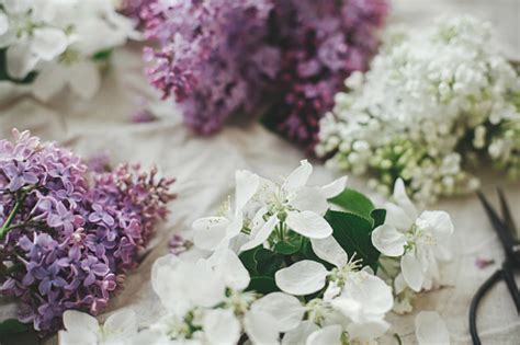 린넨 직물에 아름다운 라일락 꽃 사과 꽃 및 꽃잎 소박한 배경의 봄 꽃 정물 꽃잎이 닫힙니다 행복한 어머니의 날 0명에 대한 스톡 사진 및 기타 이미지 Istock
