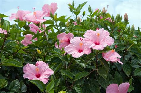 Cuidados Esenciales Del Hibisco Para Su Espectacular Floración