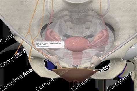 Subcutaneous Tissue Labium Majus Left Complete Anatomy
