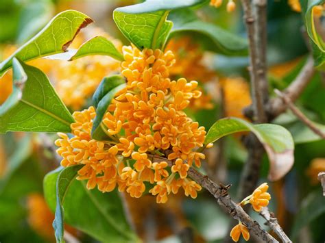 40 Osmanthus Gardening Tips And Facts Green Packs