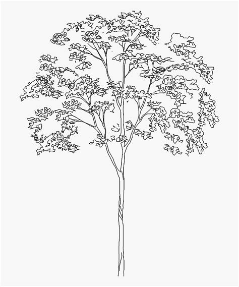 tree pdf