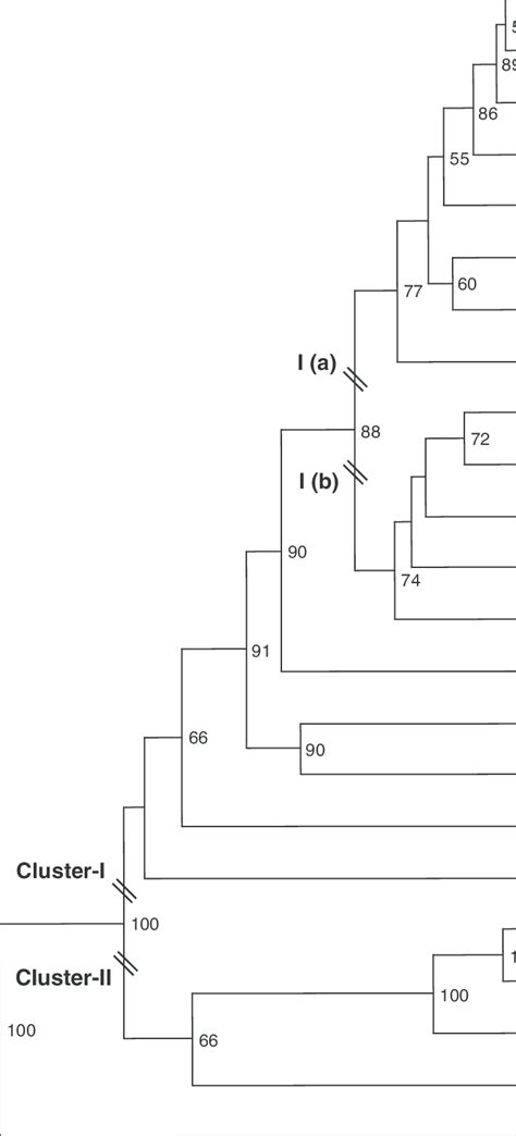 Upgma Dendrogram Generated For Issr Band Data After 1000 Replicate