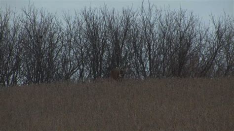Searching For Giant Whitetail In Iowa North American Whitetail