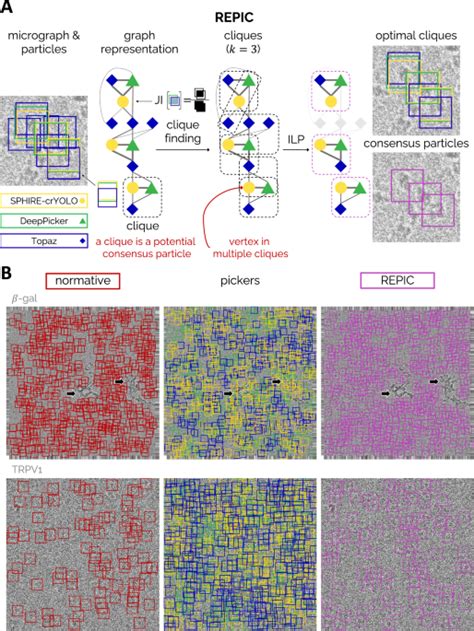 Consensus Is Key Reliable Cryo Em Particle Picking Leveraging Multiple Pickers Using Repic