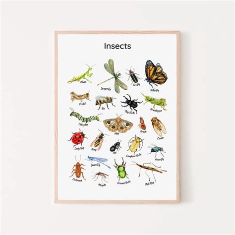 Insect Chart Etsy